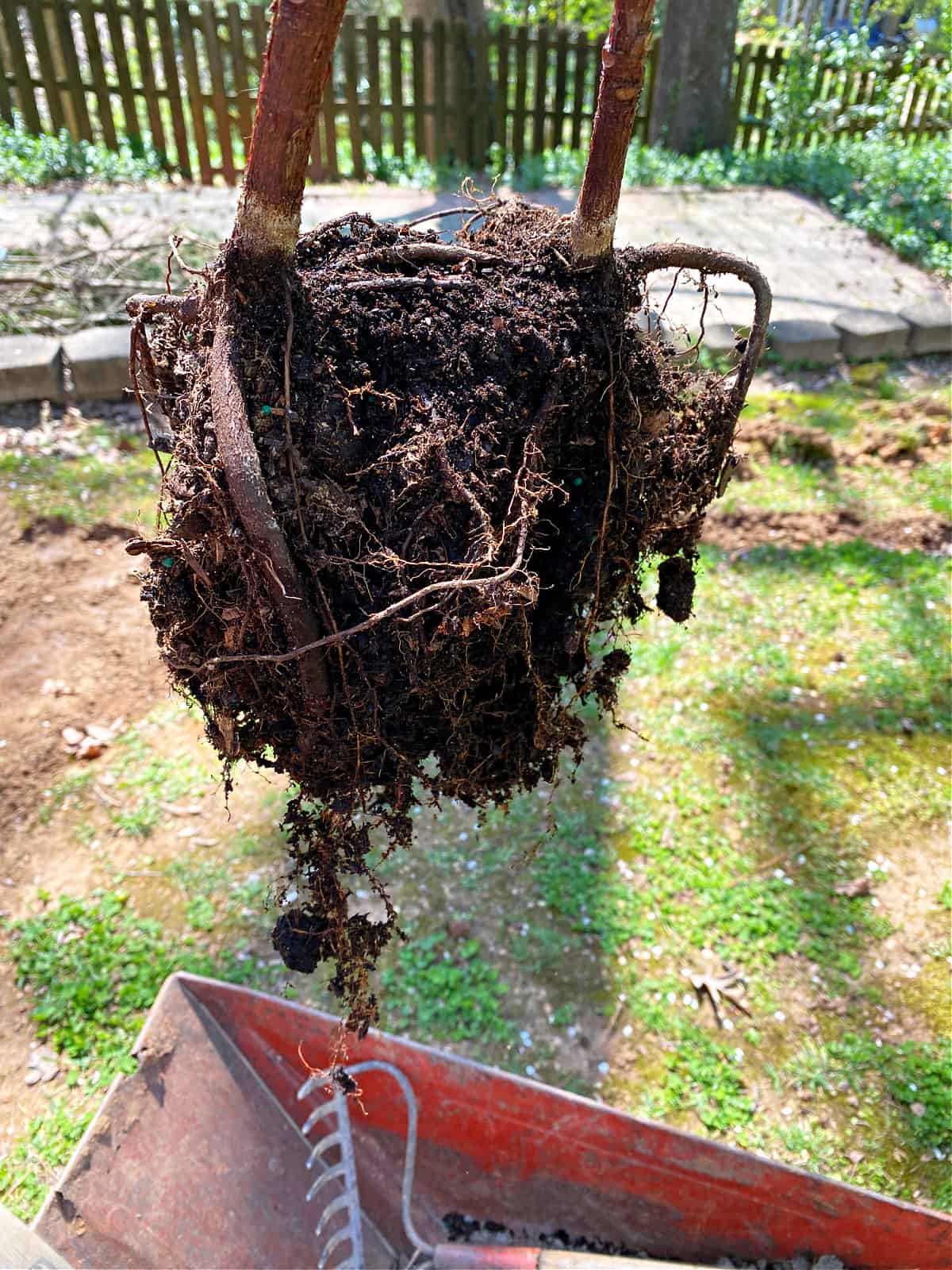 Repotting a Fiddle Leaf Fig · Chatfield Court
